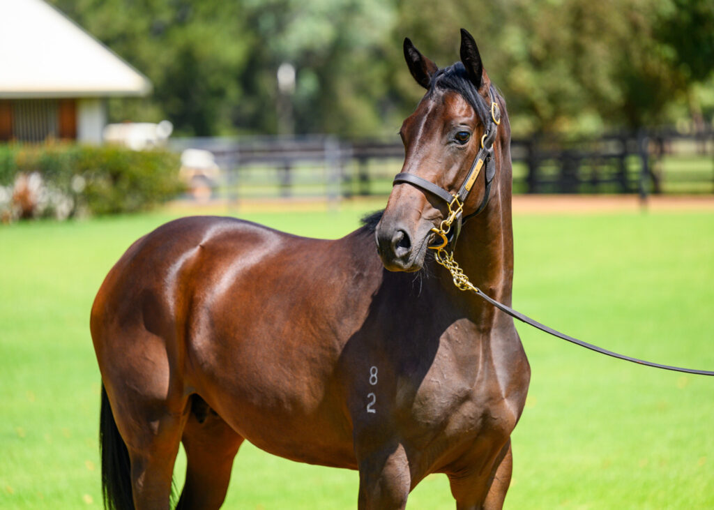 Limited opportunities available in a stunning Savabeel filly ...