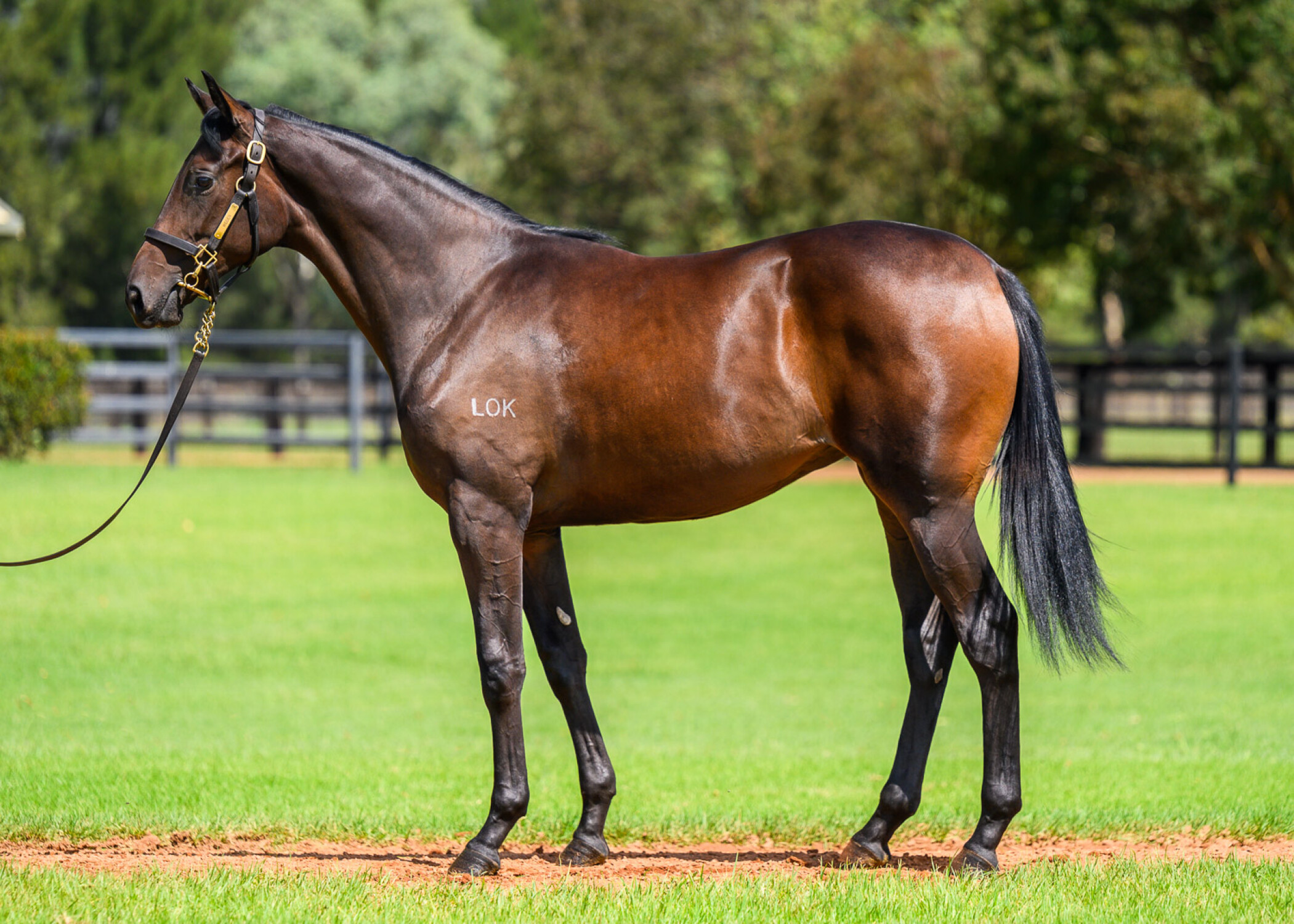 Limited opportunities available in a stunning Savabeel filly ...